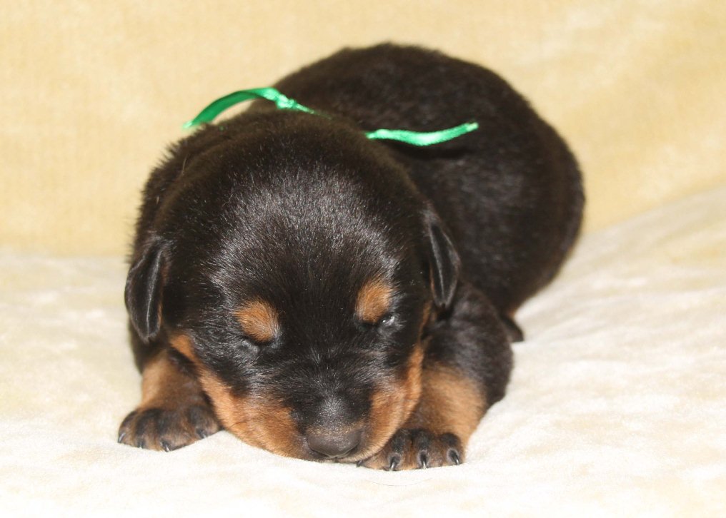 FD Kennels AKC Rottweiler Puppies for sale in Ohio